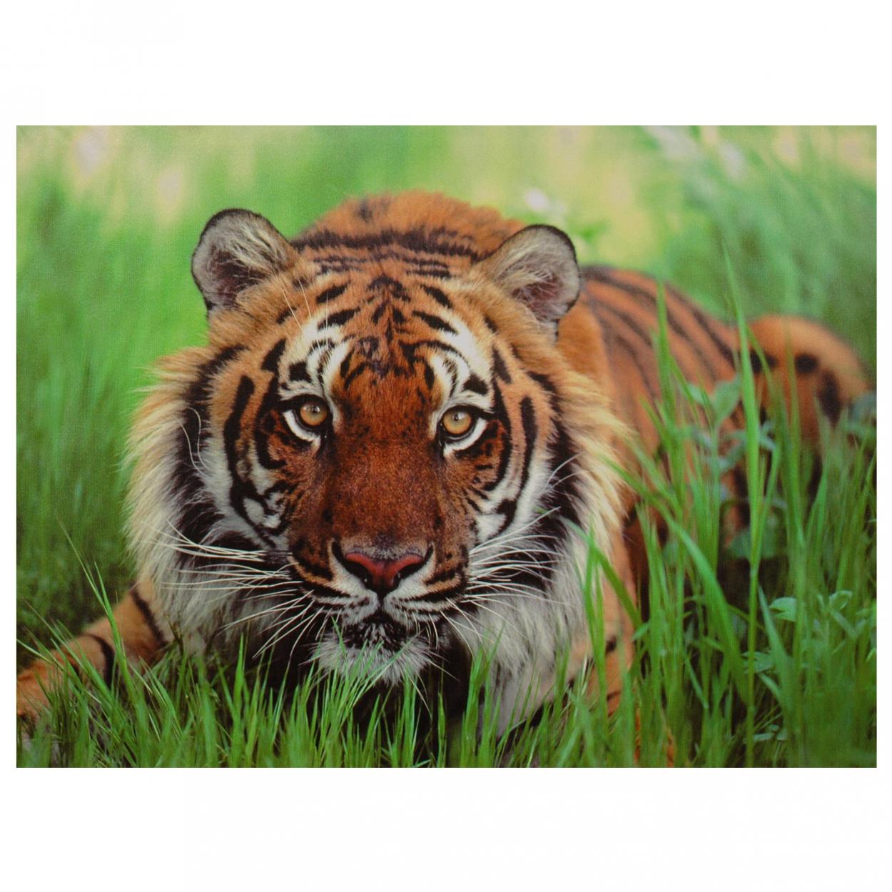 Tiger Crouching